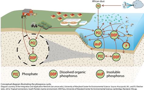 Phosphorus Cycle