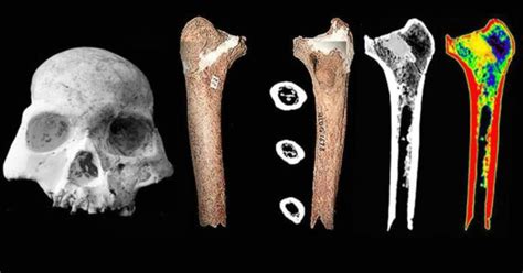 Descubren Una Nueva Especie Humana Noticias De México El Imparcial