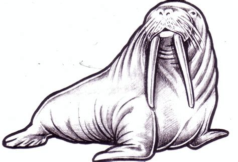 Free Printable Walrus Illustration Sea Animals Drawings Sketches