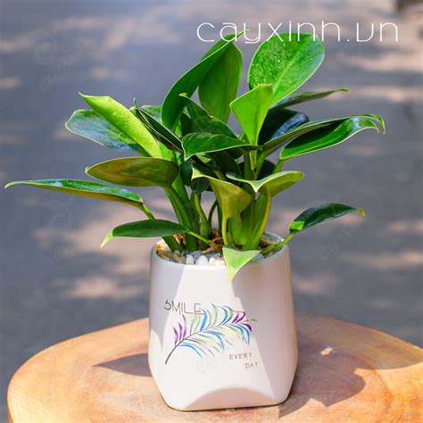 M U V C Y Tr U Cau P Nh T Cho Ng I M I H C