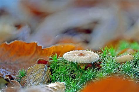 Mushroom Disc Fungus Hoarfrost Free Photo On Pixabay