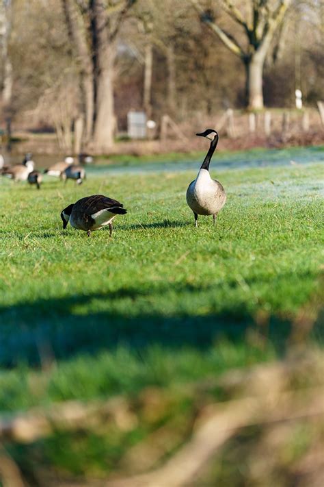 1 무료 The Canada Goose 캐나다 거위 이미지 Pixabay