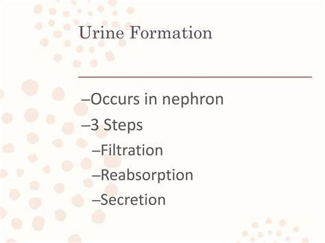 Igcse Biology 0610 Chapter 13 Excretion In Humans Pptx