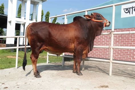 Alamgir Ranch