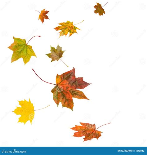 Feuilles D érable De L automne Volantes Isolées Sur Blanc Illustration Stock Illustration du