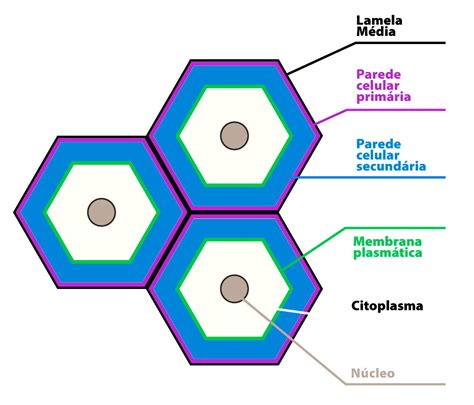 Faça Um Esquema Da Parede Celular De Bactéria Gram Positiva E De