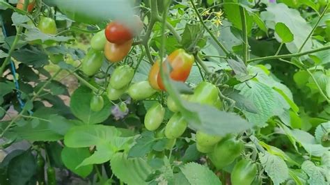 텃밭 마디호박 가지 고추 토마토 대파 장마후 텃밭 상황 Youtube