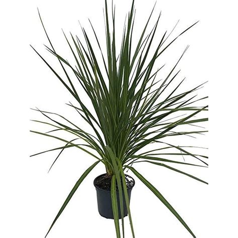 Cordyline Australis Green 2l Pot Plants From Leafy Tiger Uk