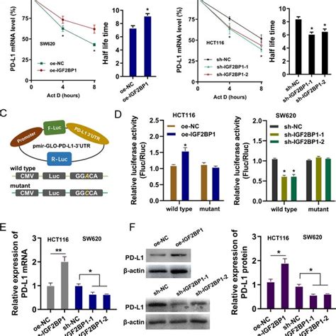 Igf2bp1 Enhanced The Pd L1 Mrna Stability Via M⁶ A Dependent Manner