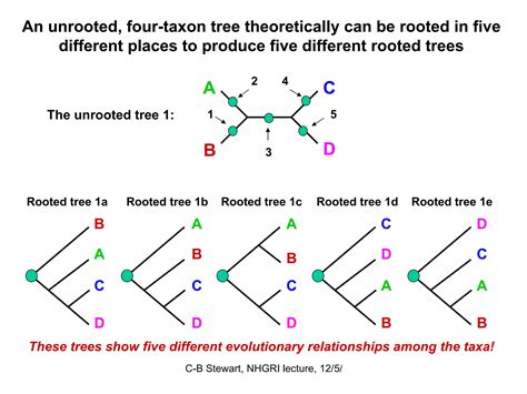 Phylogenetic Analysis Ppt