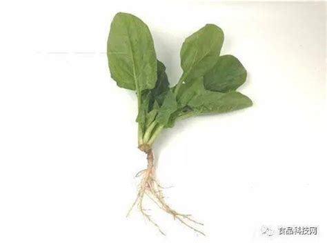 藏在身边的9种天然养肝菜经常吃一点肝越来越好 东方养生频道 东方养生