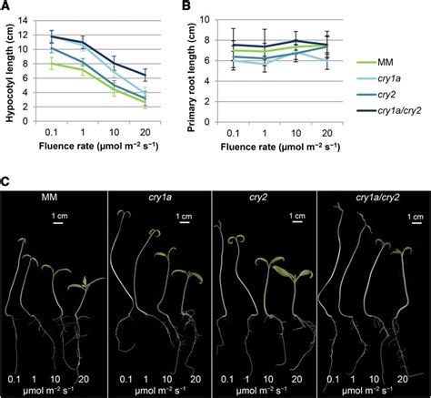 Fluence Rate Response Of Hypocotyl Inhibition And Primary Root