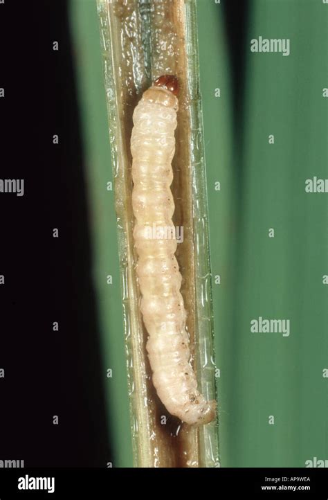 Yellow Stem Borer Scirpophaga Incertulas Caterpillar On A Rice Plant