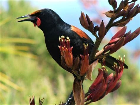 Tackling Nature Loss Wwf New Zealand