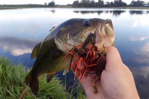Best Largemouth Bass Lures And How To Use Them Updated 2023