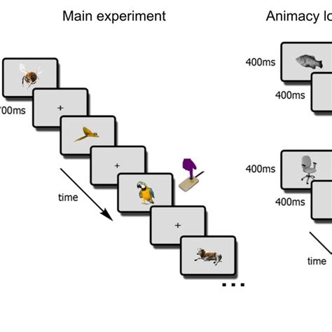 The Fmri Paradigm In The Main Fmri Experiment Participants Viewed Download Scientific Diagram