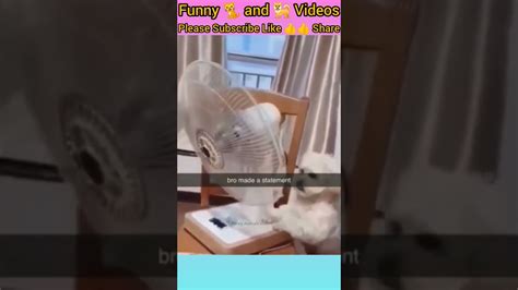 Funniest Animals New Funny Cats And Dogs Videos Funny Compilation
