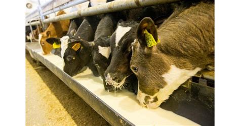 Забранен антибиотик във фуража на стотици холандски ферми Български Фермер