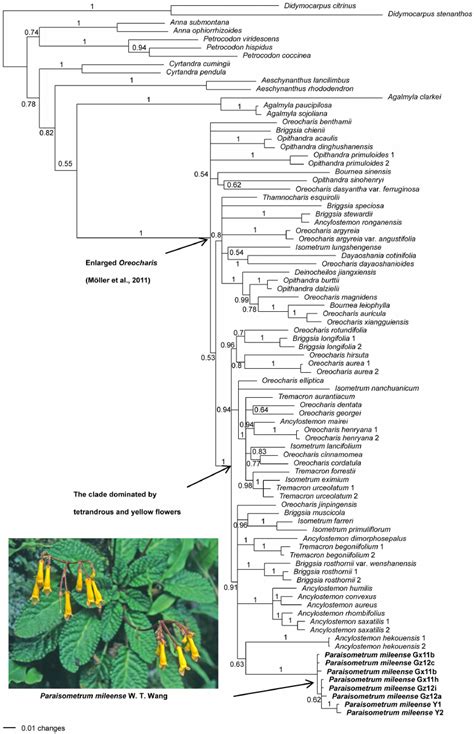 Bayesian Inference Analysis Placing Paraisometrum Mileense In
