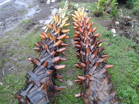 Jual Pohon Siwalan Palem Lontar ~ Arya Flower Landscape