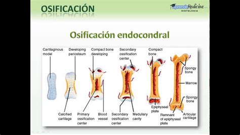 Osificacion Histologia Youtube