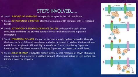 Cyclic Amp Pptx