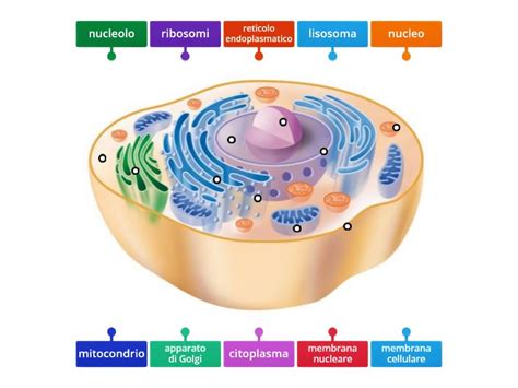 Lo Schema Della Cellula Animale Diagrama Con Etiquetas