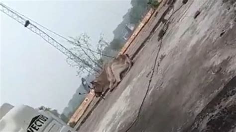 Viral Video Bull Climbs Onto Police Outpost Roof In Uttar Pradesh