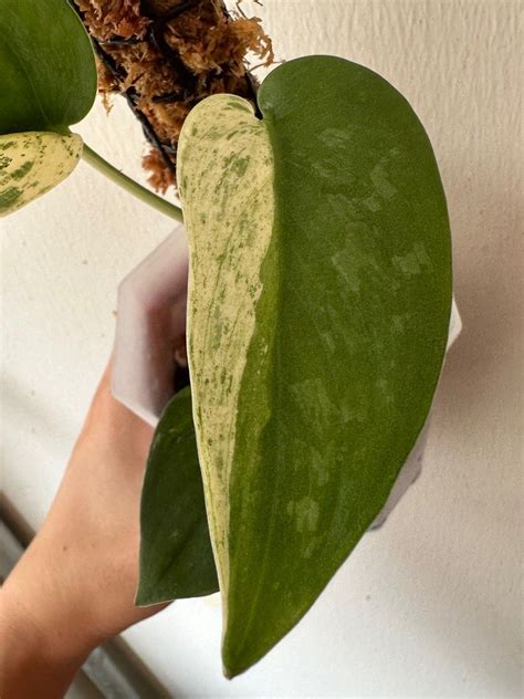 Scindapsus Pictus Mangurai Furniture And Home Living Gardening Plants