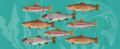 Different Types Of Trout FindyourFish