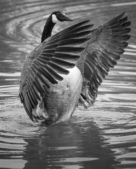 Bird Flapping Wings Photos Download The Best Free Bird Flapping Wings