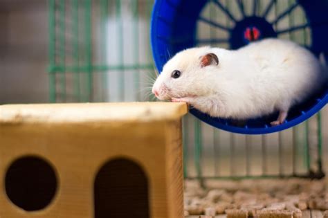 Premium Photo Hamster Running