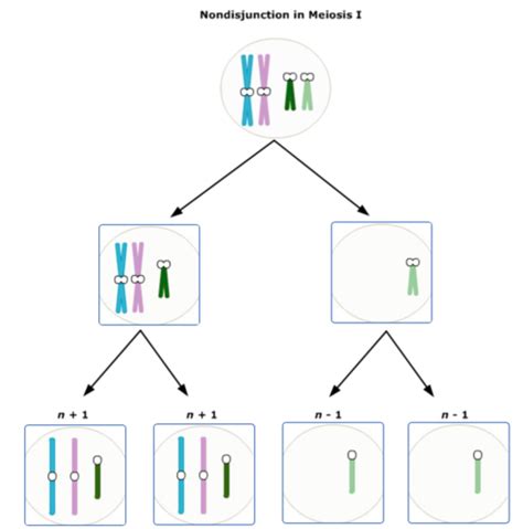 Genetics Flashcards Quizlet