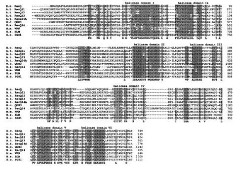 Multiple Alignment Of The Seven Highly Conserved Helicase Domains Of