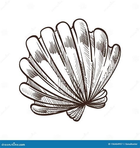 Shell Or Seashell Conch Or Mollusk Isolated Sketch Marine Symbol Stock Vector Illustration