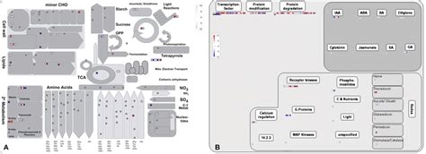The Mapman Overview Of Cellular Metabolism A And Regulation B