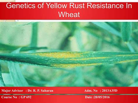 Genetics Of Yellow Rust Resistance In Wheat Ppt