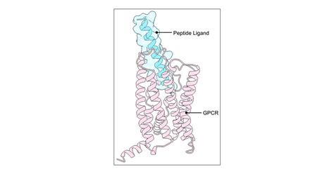 Structural Understanding Of Peptide Bound G Protein Coupled Receptors Peptide Target