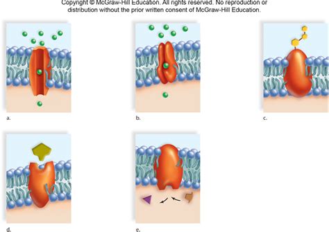 Proteins Diagram Quizlet