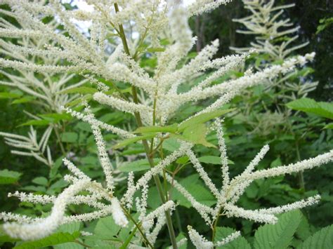 Waldgeißbart Zweiweltenkind Aruncus Dioicus Pflanz Nutzpflanzen