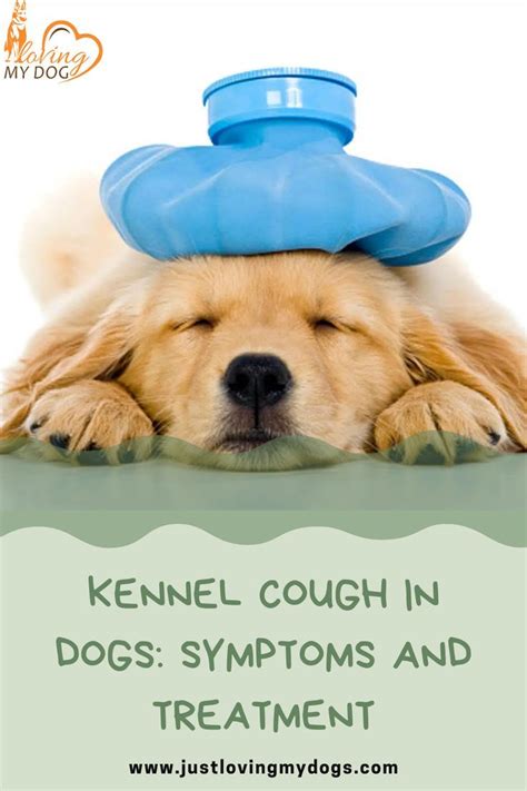 Kennel Cough In Dogs Symptoms And Treatment Artofit