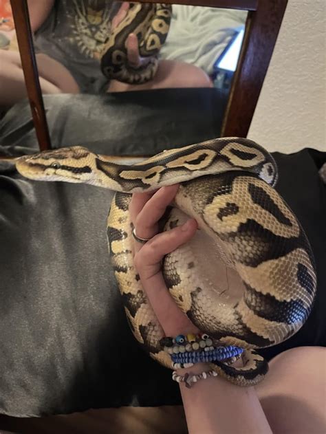 How Does My Ball Python S Body Condition Look R Ballpython