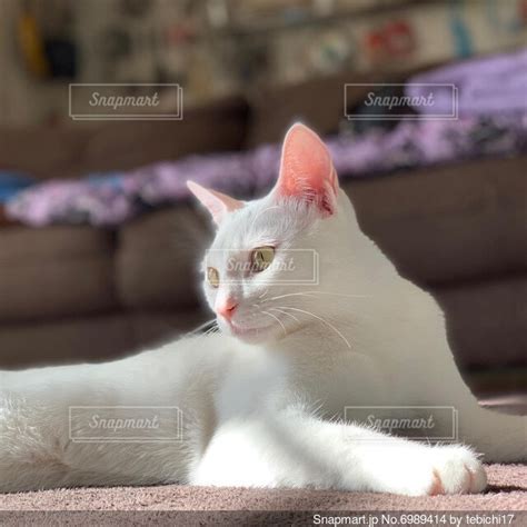 地面に横たわる猫の接写の写真・画像素材 6989414 Snapmart（スナップマート）