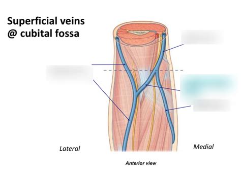 Diagram Of Superficial Veins Cubital Fossa Quizlet
