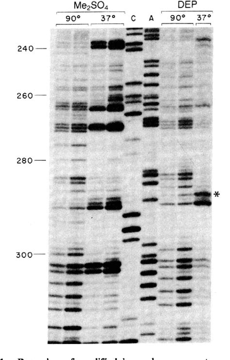 Figure 1 From Secondary Structure Of The Circular Form Of The