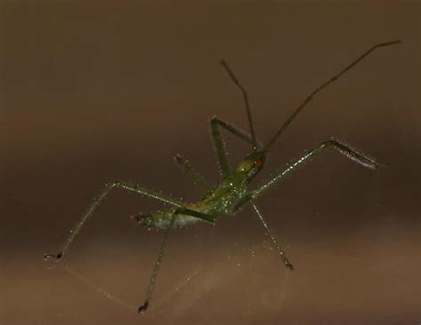 Green Insect BugGuide Net