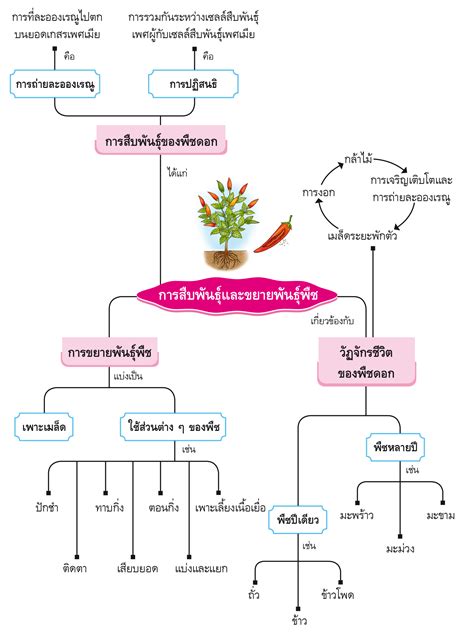 บทเรียนออนไลน์ วิชาวิทยาศาสตร์ เรื่อง การสืบพันธุ์และขยายพันธุ์พืช
