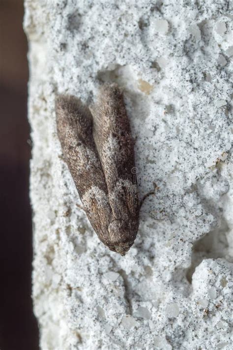 Acorn Moth Small Hidden Moth From European And American Woodlands And Gardens Zlin Czech