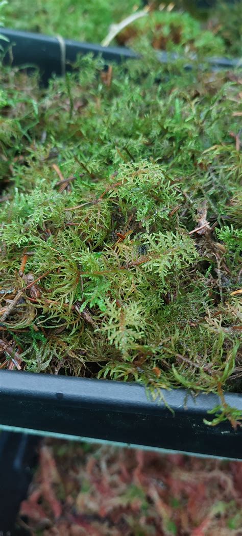 Glittering Wood Moss Lawn Moss Clerks
