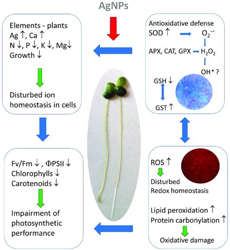 Schematic Depiction Of Putative Action Of Agnps In Plant Cells